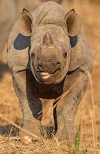 RhinoHub Celebrates World Rhino Day - RhinoHub